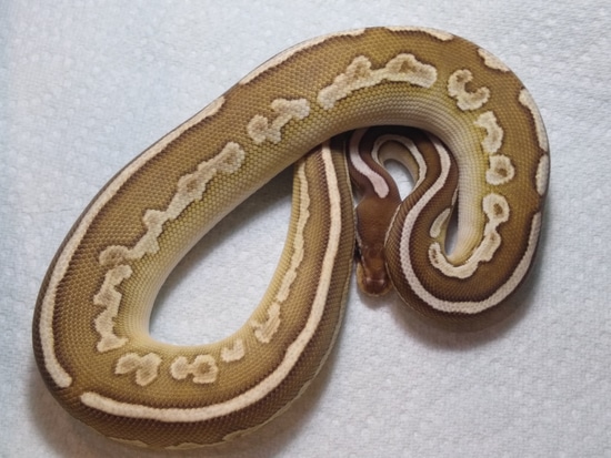 Black Pastel Butter Hydra Het Clown Ball Python by Exactly Exotics