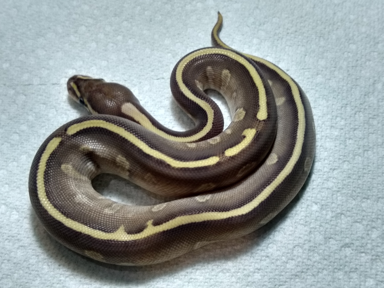 Black Pastel Butter Fire Hydra Het Clown Ball Python by Exactly Exotics - MorphMarket