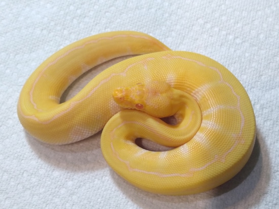 Pinstripe Albino Ball Python by Exactly Exotics
