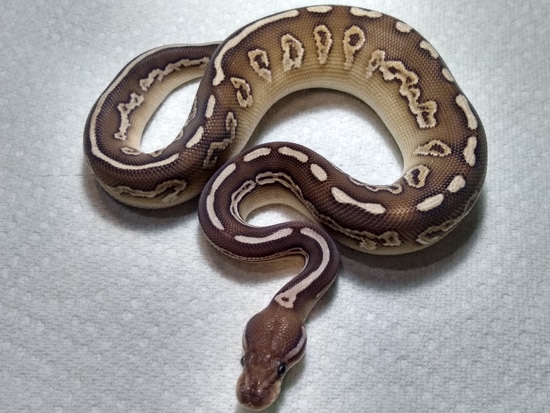 Black Pastel Butter Hydra Ball Python by Exactly Exotics
