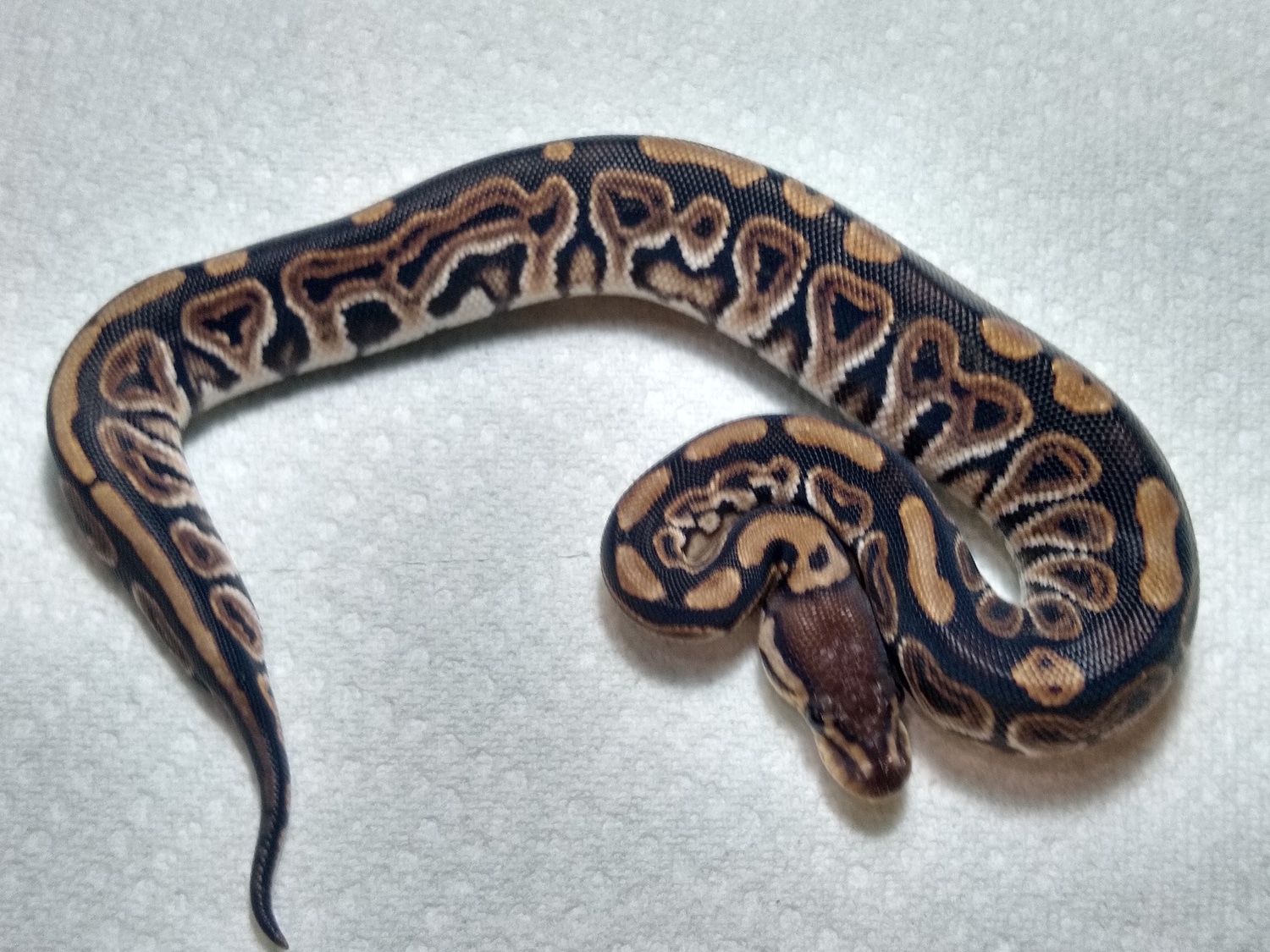 Black Pastel Hydra Ball Python by Exactly Exotics - MorphMarket