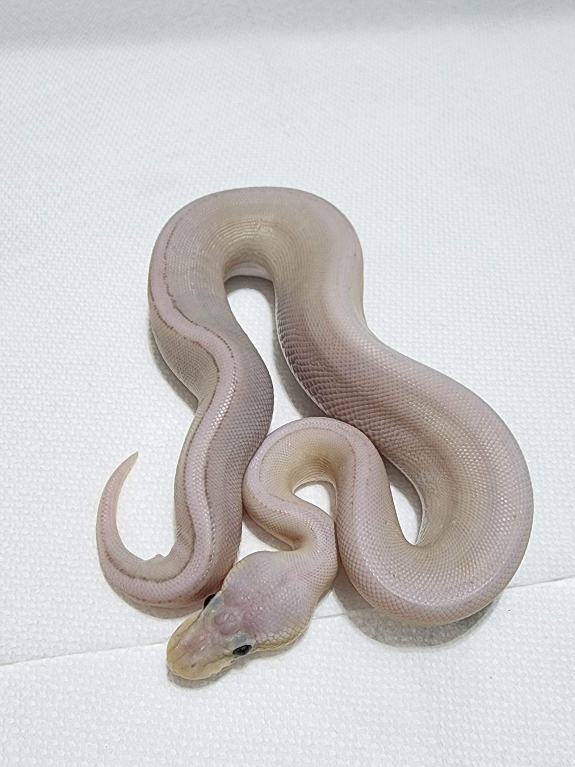 Banana Black Pastel Pastel Spotnose Genetic Stripe Ball Python by ...