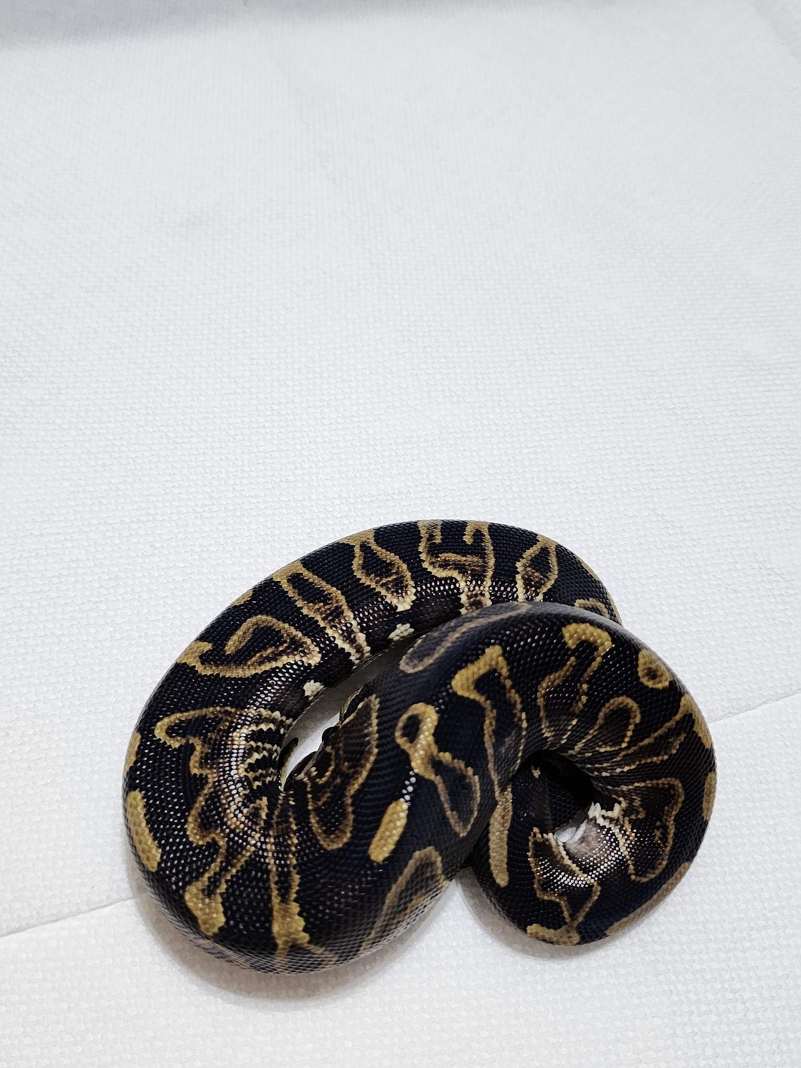 GHI Leopard Ball Python by Exactly Exotics - MorphMarket