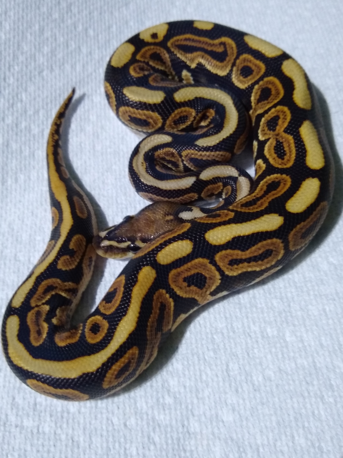Black Pastel Spotnose Het Clown Ball Python by Exactly Exotics ...