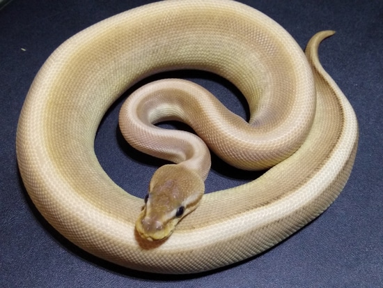 HRA Lesser Genetic Stripe Ball Python by Exactly Exotics