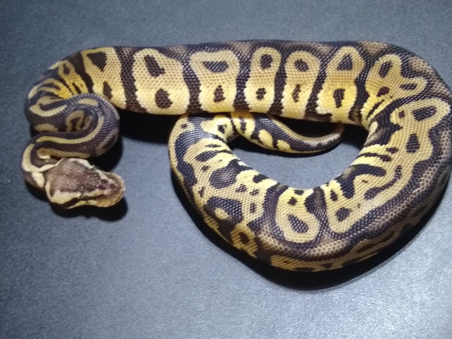 Fire Leopard Pastel Ball Python by Exactly Exotics - MorphMarket