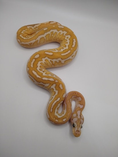 Black Pastel Butter Fire Hydra Spotnose Clown Ball Python by Exactly Exotics