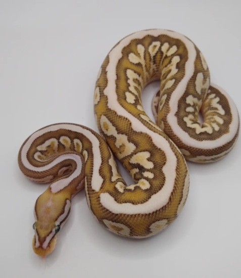 Black Pastel Butter Fire Hydra Spotnose Het Clown Ball Python by ...