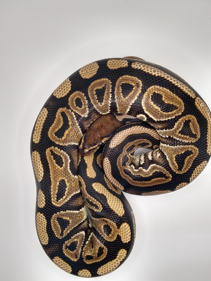 Het Red Axanthic Het Genetic Stripe Ball Python by Exactly Exotics