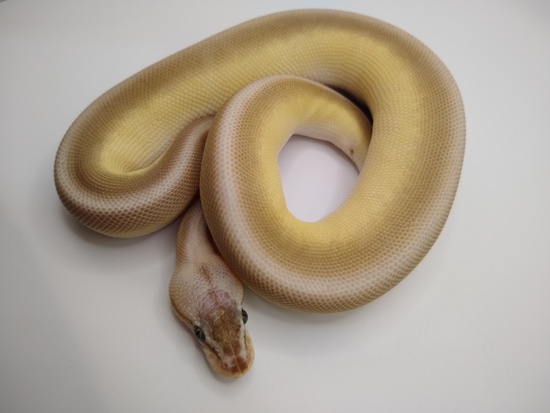 HRA Lesser Pastel Genetic Stripe Ball Python by Exactly Exotics