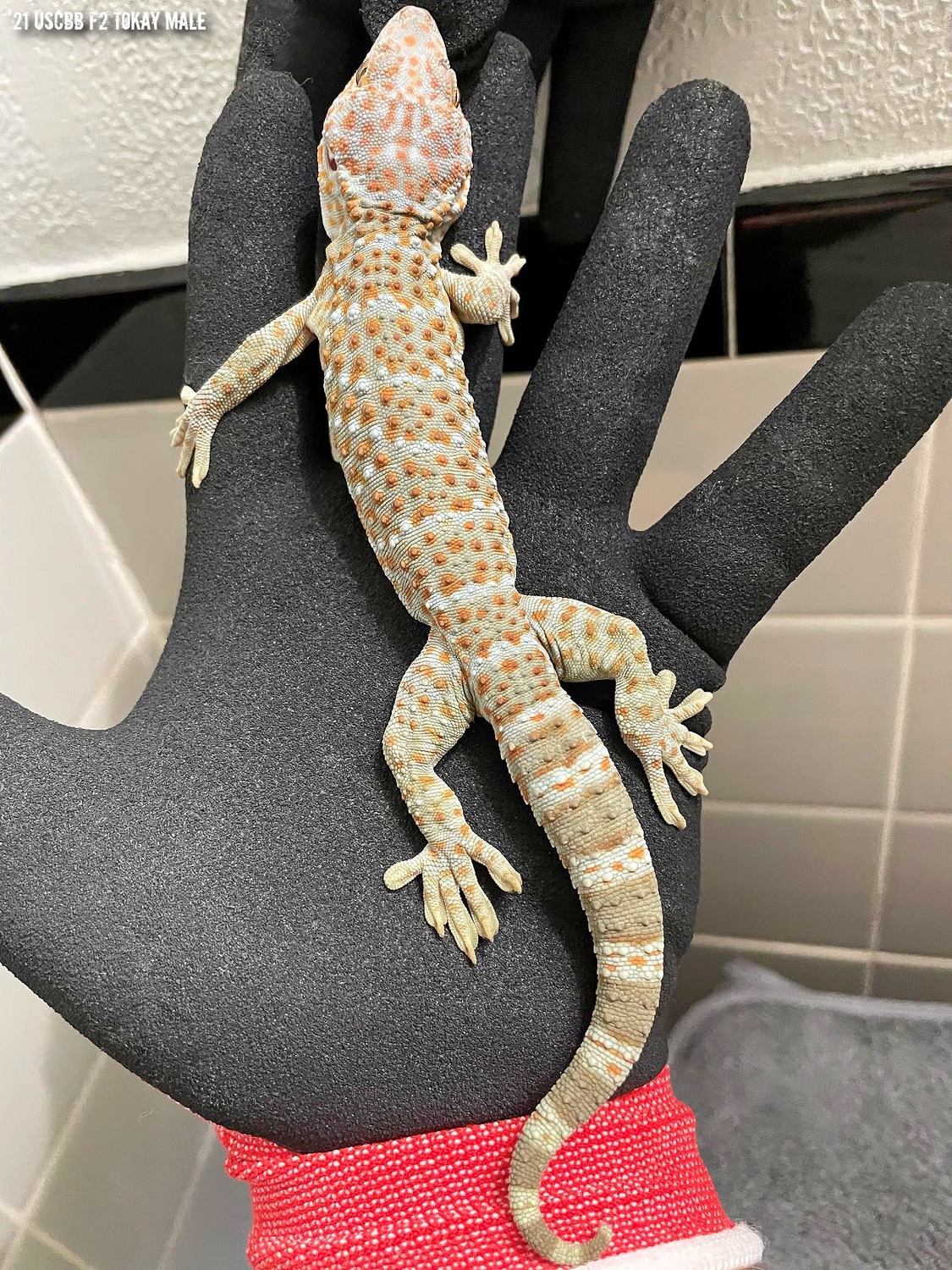 '21 F2 CBB Male Tokay Gecko by Rainstorm Reptiles & Amphibians ...