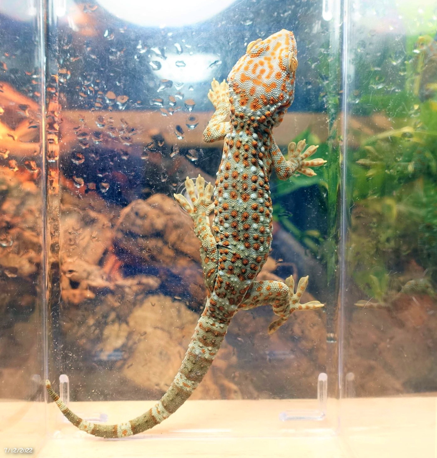2022 CBB Male Tokay Gecko by Rainstorm Reptiles & Amphibians - MorphMarket