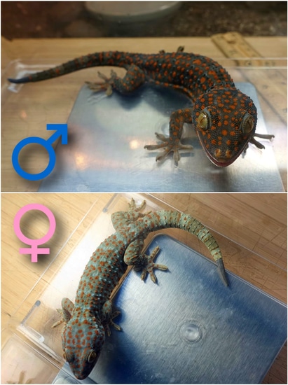 2022 USCBB F2 Male & Female Regen Tail Pair Tokay Gecko by Rainstorm ...