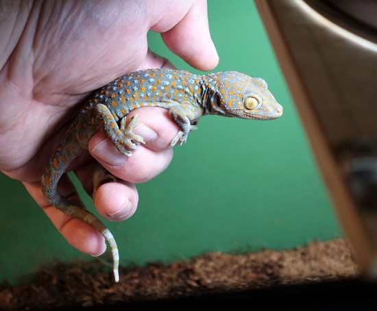 2022 USCBB F2 Female Tokay Gecko by Rainstorm Reptiles & Amphibians