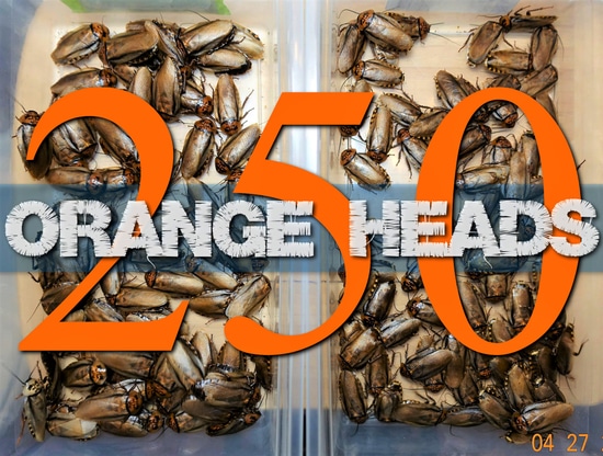 250+ Orange Heads Roaches More Invertebrate by Rainstorm Reptiles ...