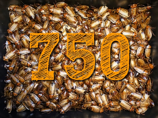 750 Surplus Adult Orange Head Roaches More Invertebrate by Rainstorm ...