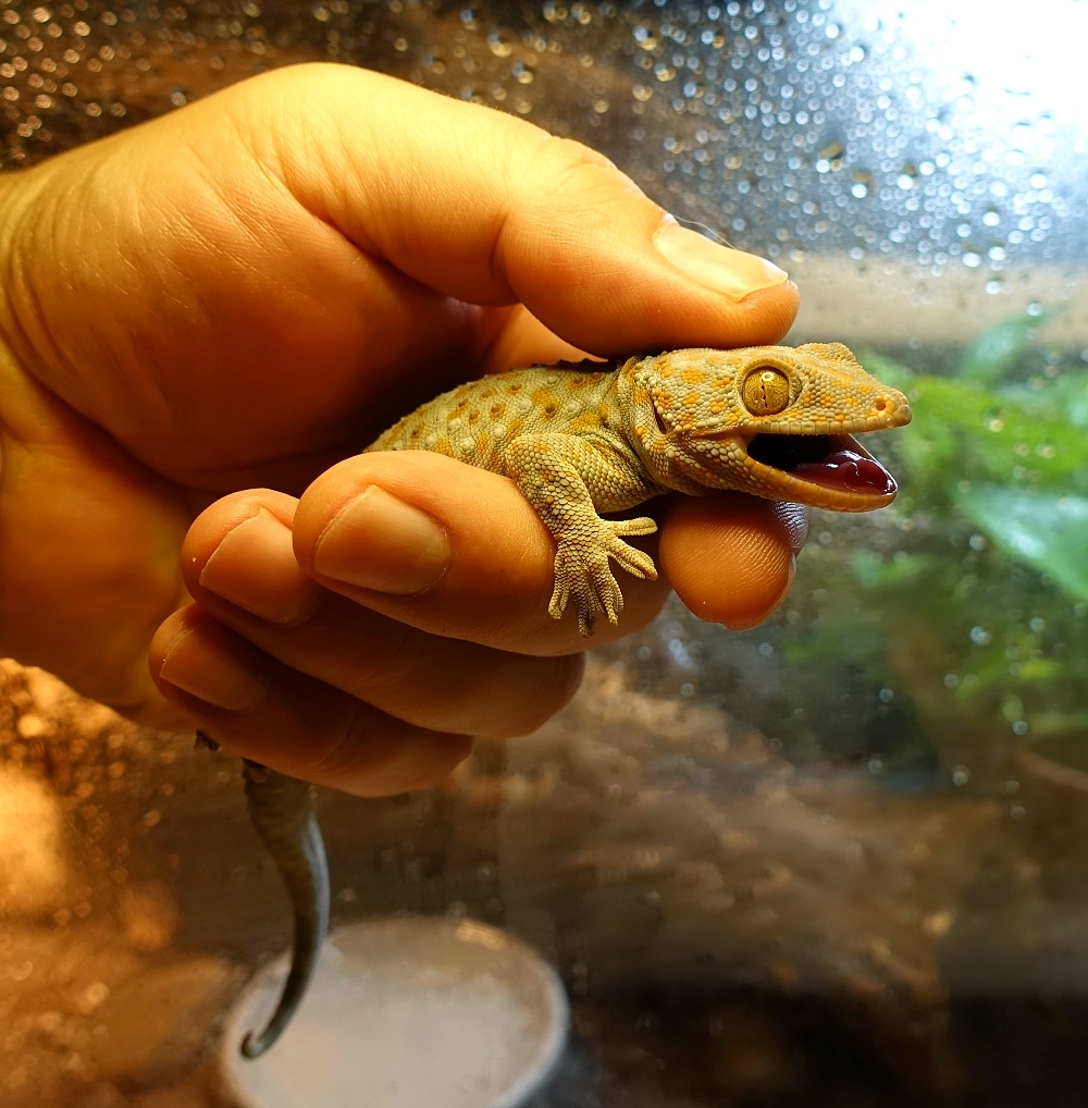 '23 CBB F2 Pair Tokay Gecko by Rainstorm Reptiles & Amphibians ...