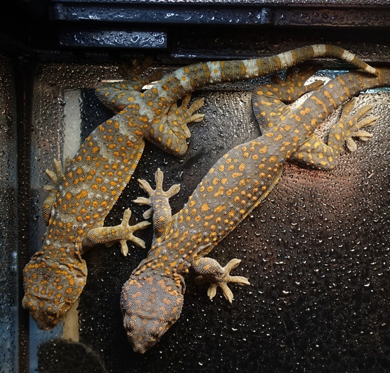 USCBB F2 Females Tokay Gecko by Rainstorm Reptiles & Amphibians