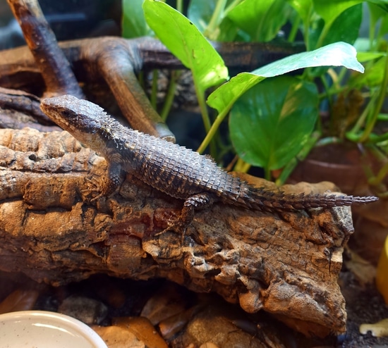 USCBB F1 Armadillo Lizards (Cordylus Tropidosternum) More Lizard by ...
