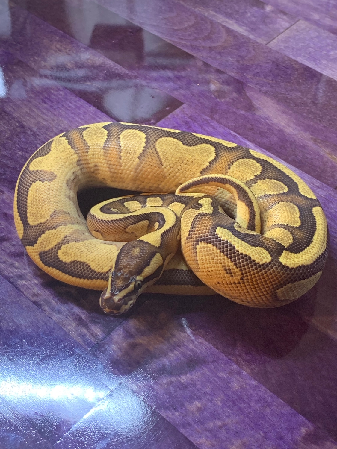 RTB - Yellowbelly Enchi Fire Pos OD Het Pied Ball Python by Excelsior Serpents - MorphMarket