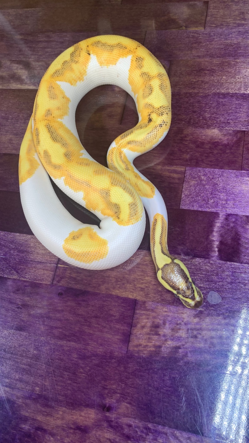 RTB - Paradox ODYB Enchi Fire Pied Ball Python by Excelsior Serpents ...