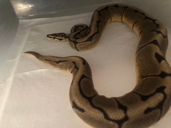 Spider Ball Python by Exclusive Morphs