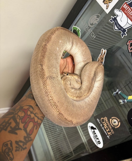 ‼️2.5 PROVEN BREEDER 😮group Lavender Albino, Pastel, Champagne, Fire ...