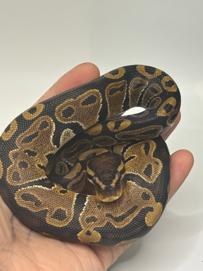 Chocolate Het Clown Ball Python by Exclusive Morphs