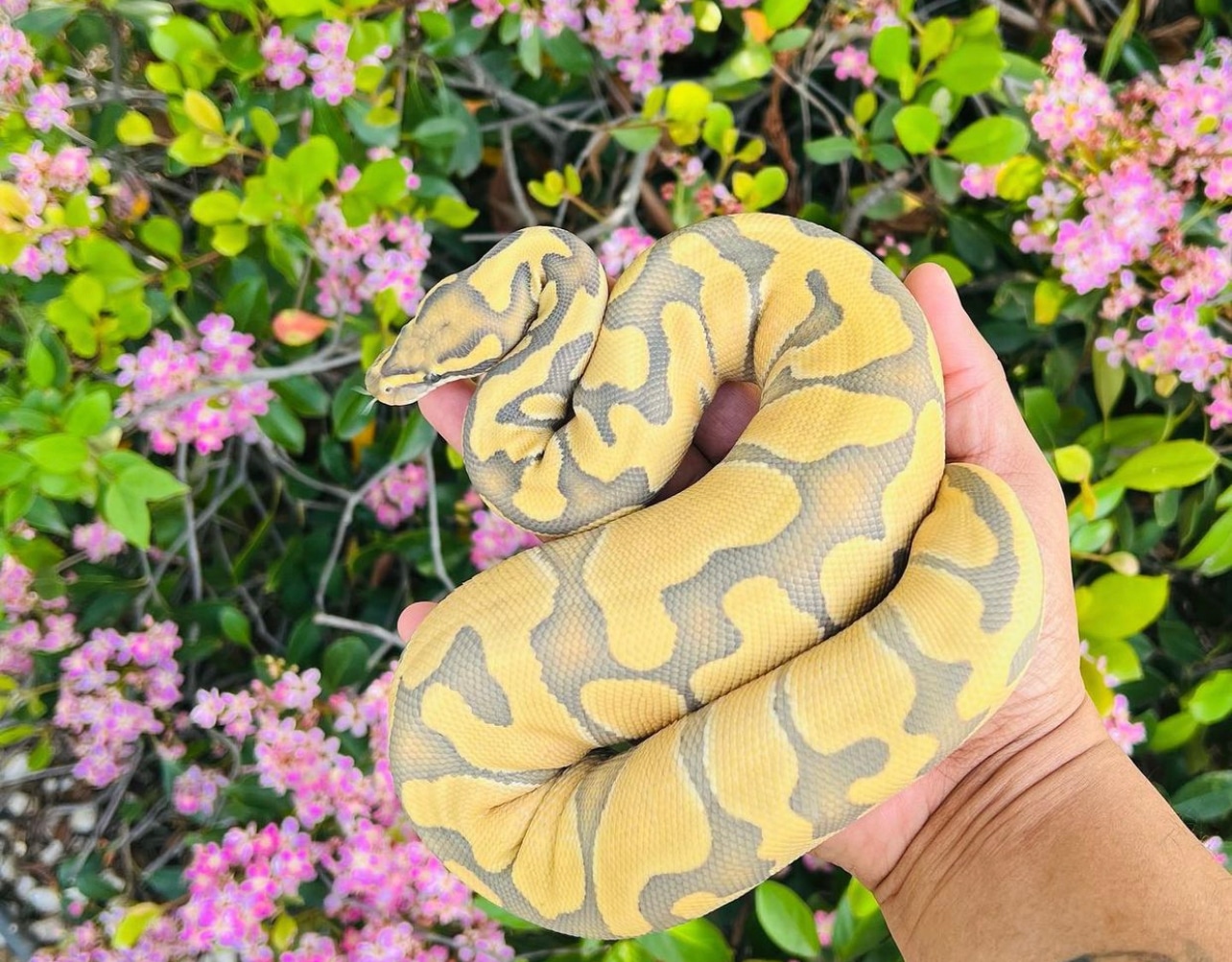 Enchi Desert Ghost Hypo Ball Python by 209 Exclusive Pythons - MorphMarket
