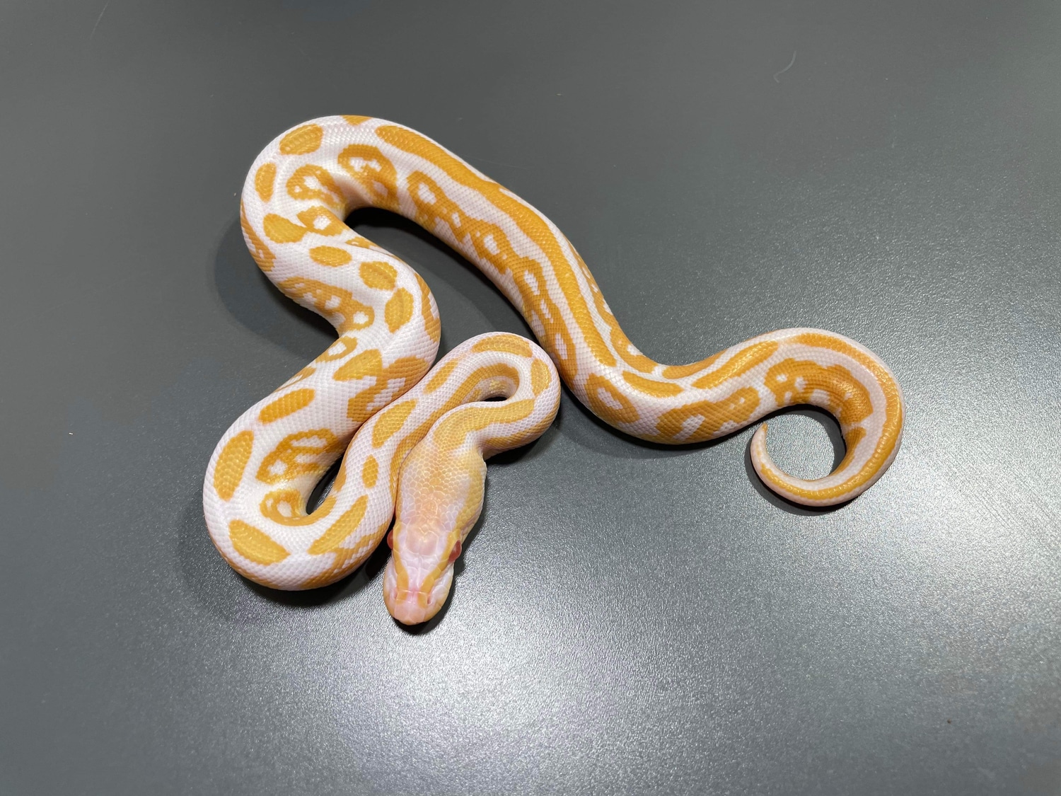 Albino Black Pastel Ball Python by 209 Exclusive Pythons - MorphMarket