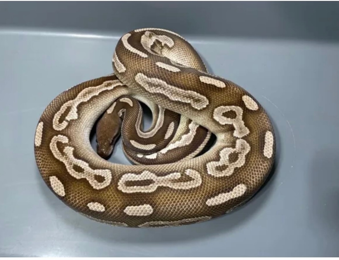 Cinnamon Mojave Ball Python by 209 Exclusive Pythons - MorphMarket