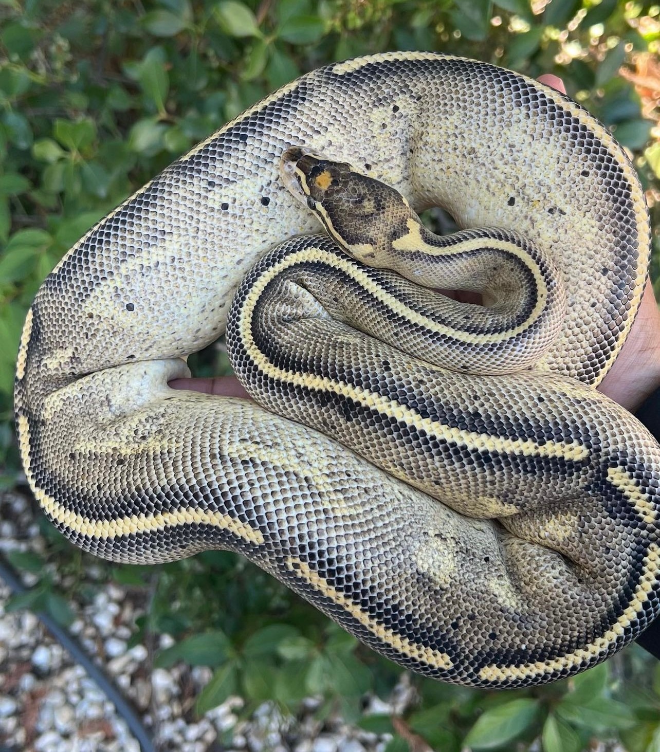 Freeway Ball Python by 209 Exclusive Pythons - MorphMarket