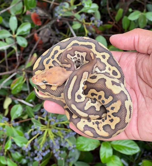 Black Pastel Yellow Belly Batman Ball Python by 209 Exclusive Pythons