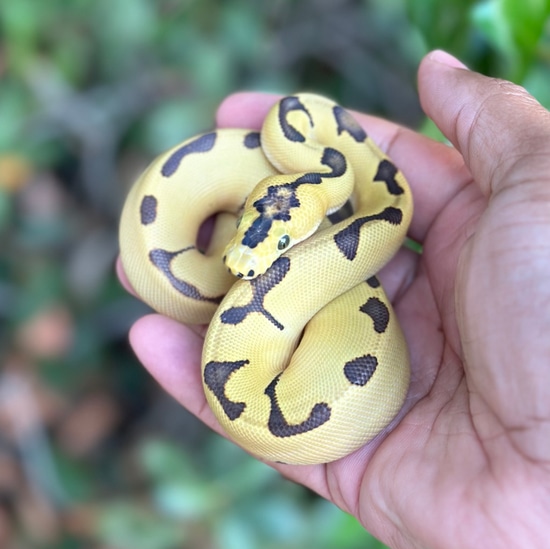 Super Enchi Desert Ghost Clown Ball Python by 209 Exclusive Pythons