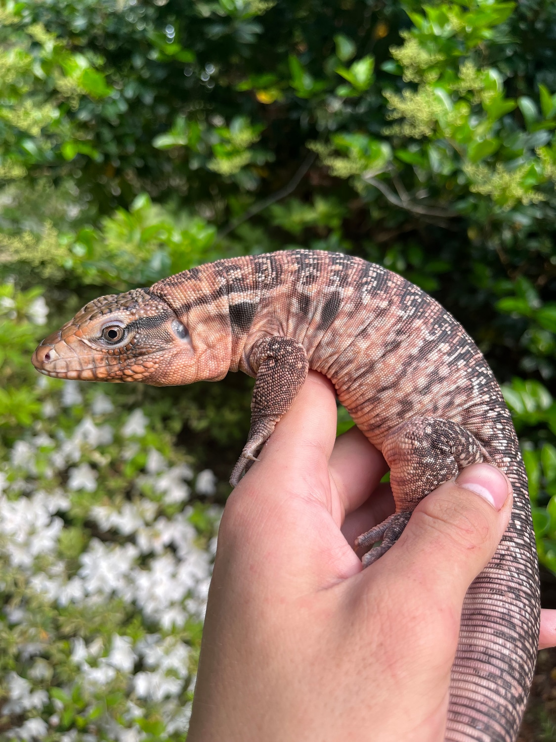 2022 Pure Red Argentine Tegu Salvator Tegu by Exclusive Exotics ...