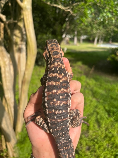 2022 Pure Red Argentine X Paraguayan Tegu Argentine Tegus by Exclusive ...