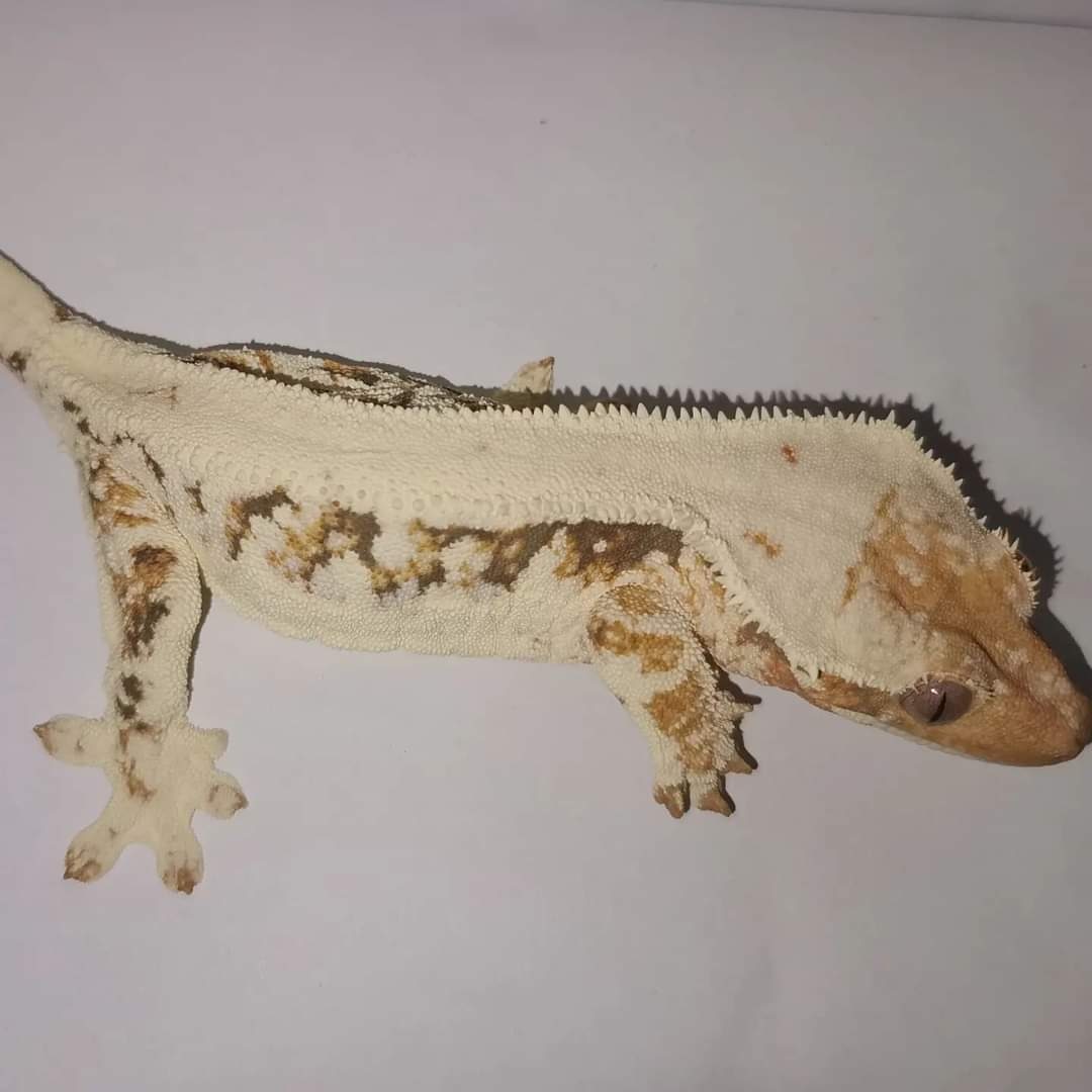 Exclusively Geckos's Collection - MorphMarket