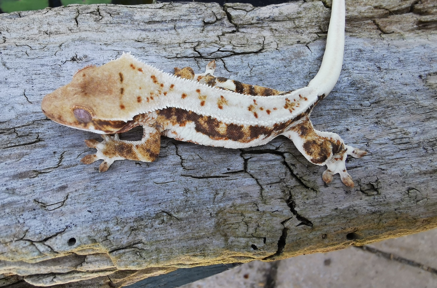 High Contrast Tri Colour Lillywhite With Amazing Lines And Great ...