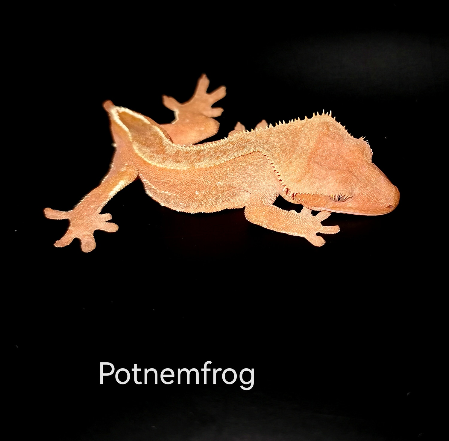 Red With Portholes Juvenile Male Crested Gecko by Exclusively Geckos ...