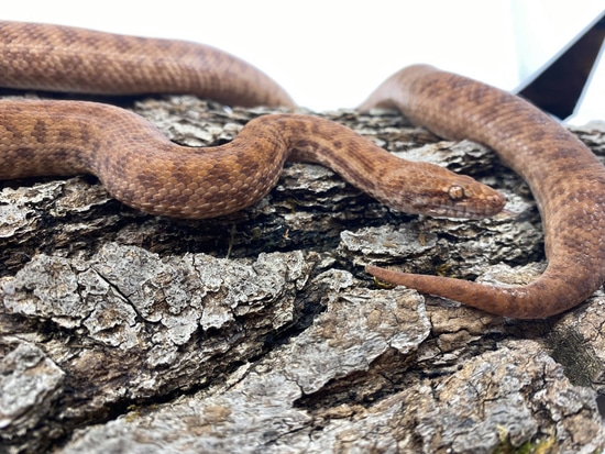 2015 Anthill Python Pair - Anteresia Perthensis Pygmy Python by Exergy ...