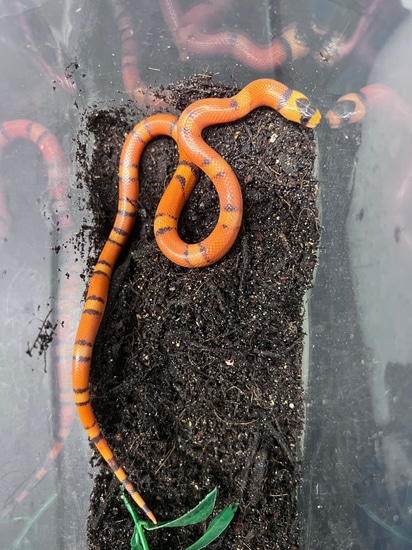 2022 Female Hypo Honduran Milkshake Honduran Milk Snake by Exergy Exotics