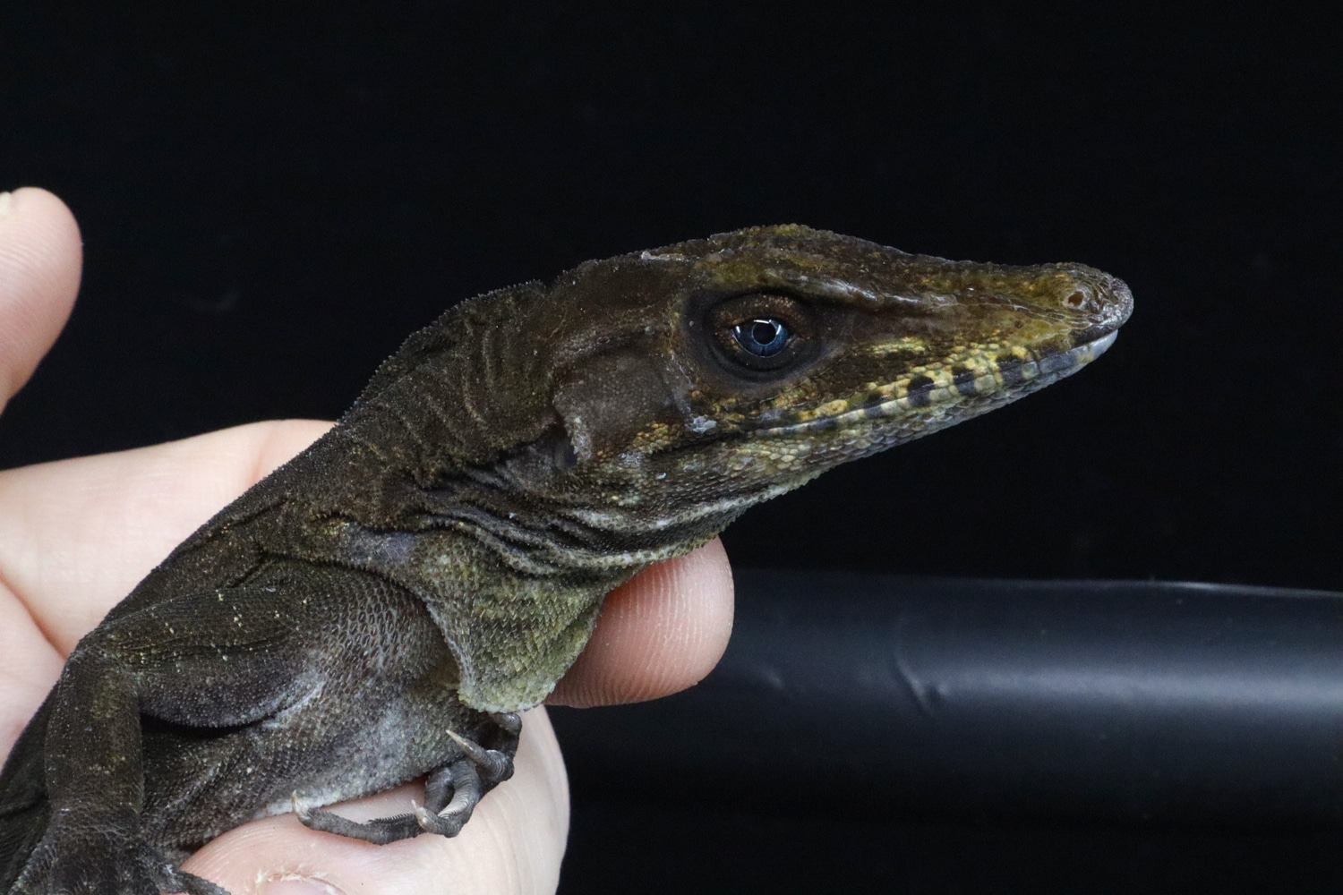 Adult Male Cuban Stream (Anolis Vermiculatus) Anole by Exergy Exotics ...