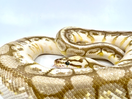 2019 Male Queen Bee Ball Python by Exergy Exotics