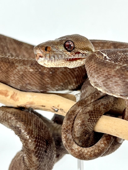 Long Term Captive Adult Female Red Garden Paradox Amazon Tree Boa by ...