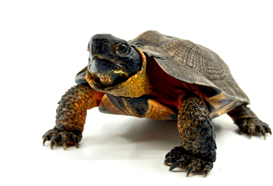 M3 Adult Male North American Wood Turtle by Exergy Exotics