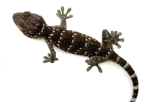 2023 CB Het. Albino Male Tokay Gecko by Exergy Exotics