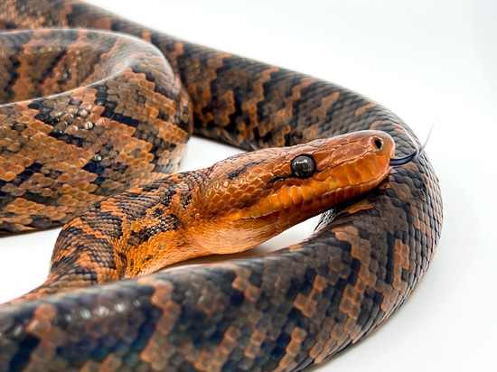 2018 Dominican RED Mountain Boa Hispaniolan Boa by Exergy Exotics