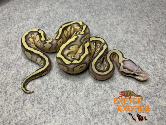 Lesser Firefly 100% Het Clown Ball Python by Exeter Exotics