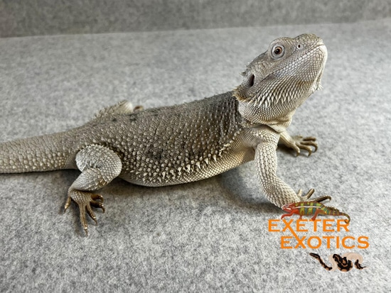 Hypo Zero 66% Het Translucent Central Bearded Dragon by Exeter Exotics