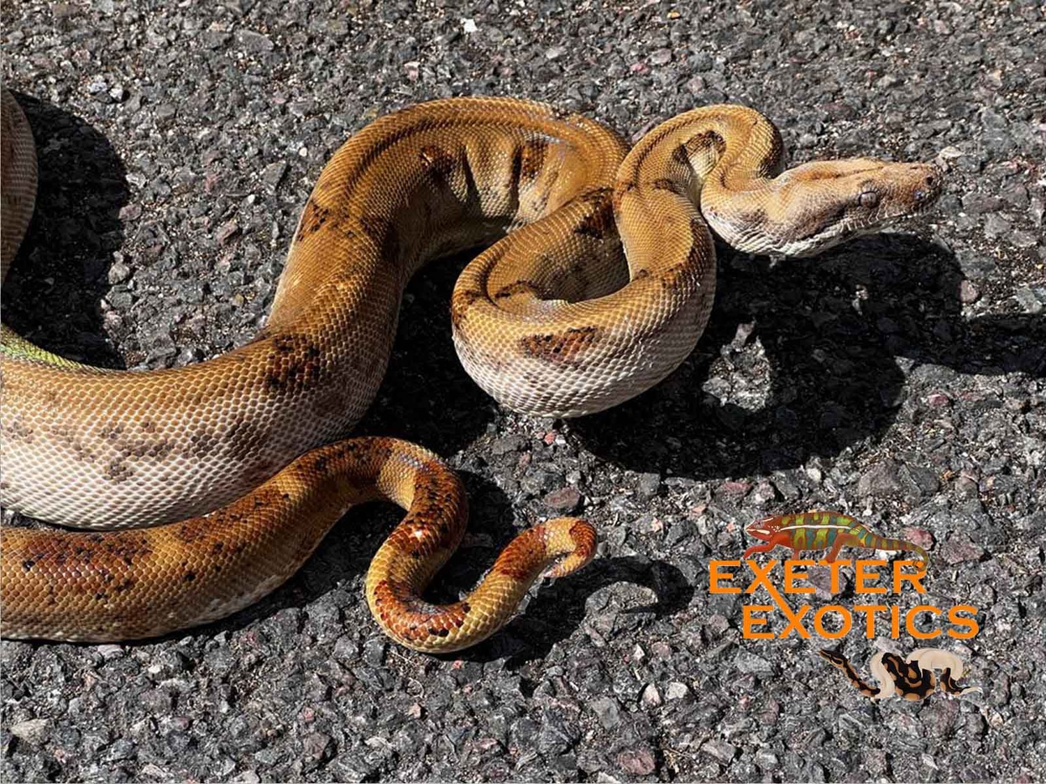 Pearl Island Boa ( Sabogae) Boa Constrictor by Exeter Exotics - MorphMarket